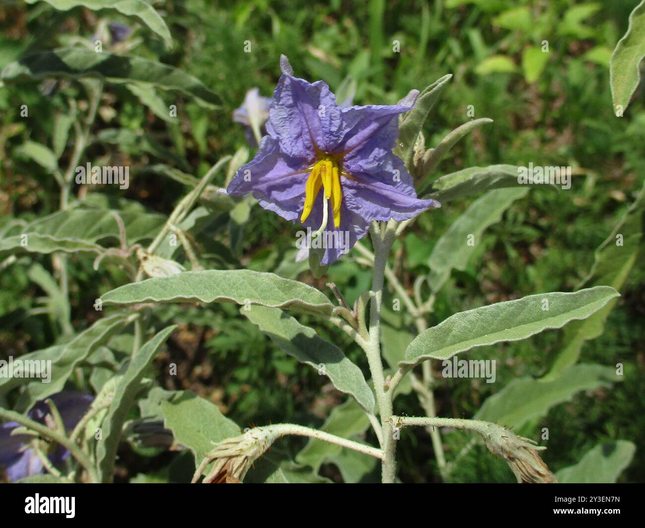 silverleaf nightshade (Solanum elaeagnifolium) Plantae Stock Photo - Alamy