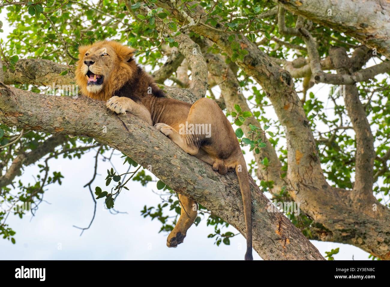 A tree - climbing lion in Ishasha, Queen Elizabeth National Park ...