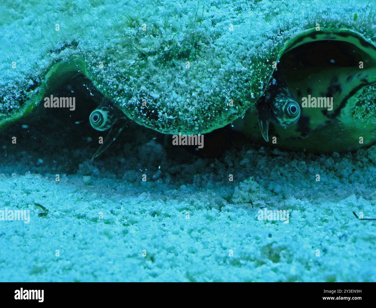 Queen Conch (Aliger gigas) Mollusca Stock Photo - Alamy