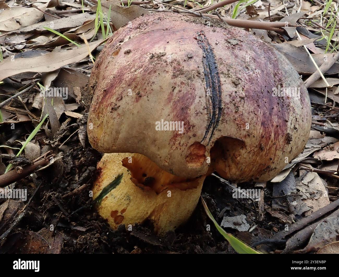 boletes (Boletaceae) Fungi Stock Photo - Alamy