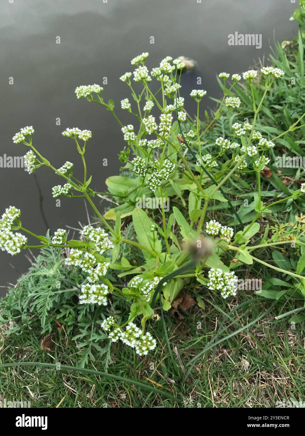 beaked cornsalad (Valerianella radiata) Plantae Stock Photo - Alamy