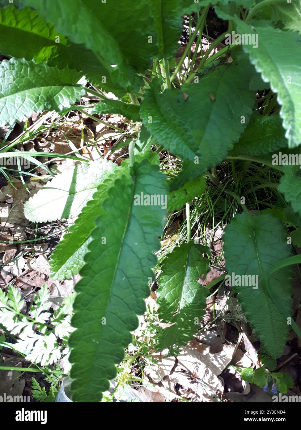 common hedge-nettle (Betonica officinalis) Plantae Stock Photo - Alamy