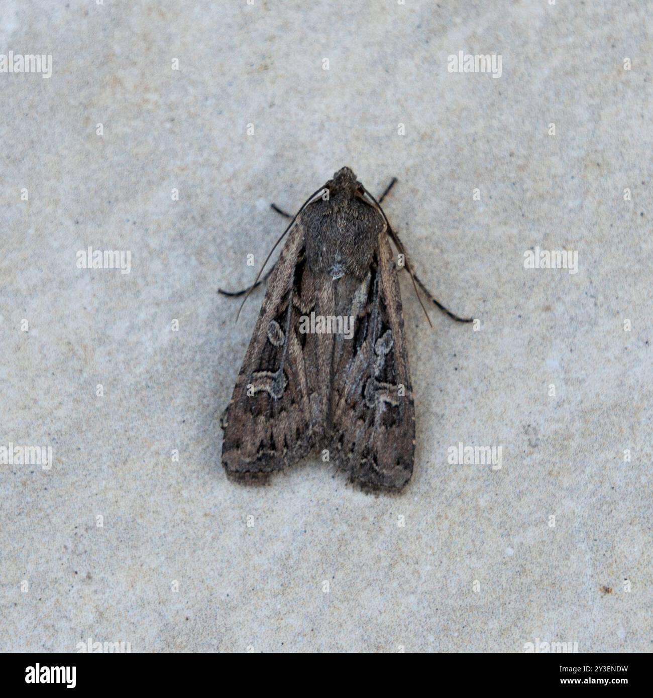 Army Cutworm Moth (Euxoa auxiliaris) Insecta Stock Photo - Alamy