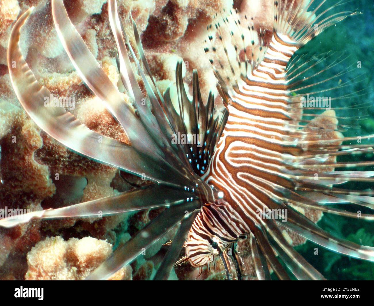 Common Lionfish (Pterois volitans) Actinopterygii Stock Photo - Alamy