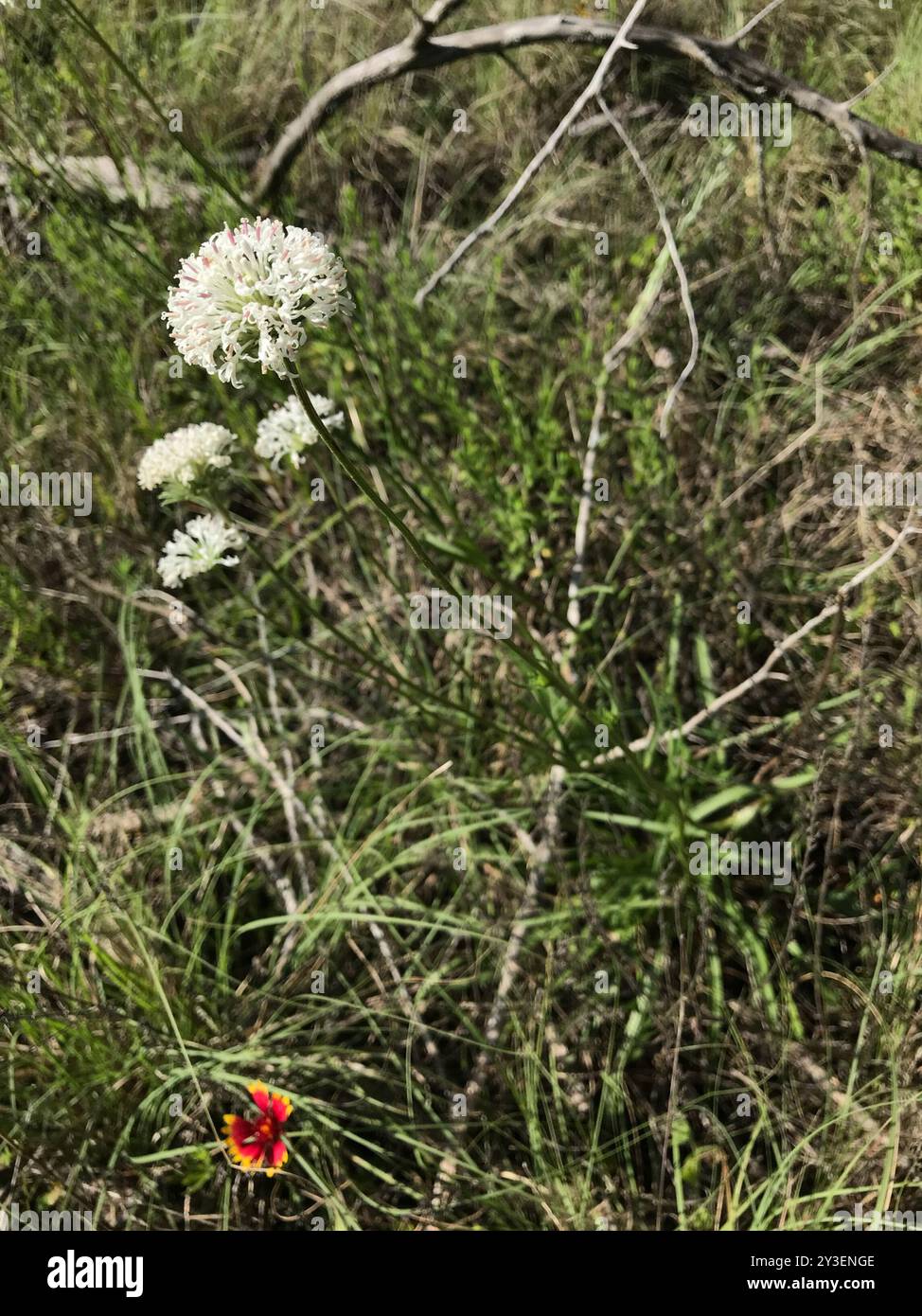 Barbara's-buttons (Marshallia caespitosa) Plantae Stock Photo - Alamy
