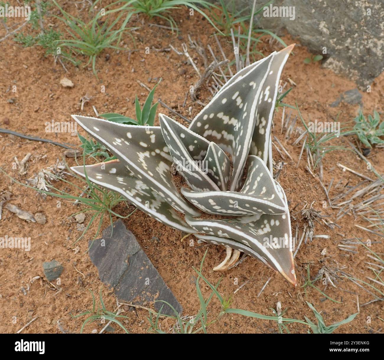 Common Partridge Aloe (Gonialoe variegata) Plantae Stock Photo - Alamy