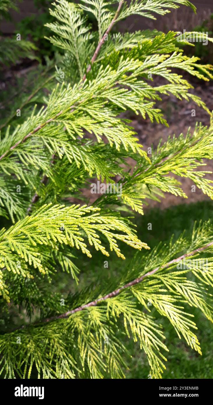 cypress family (Cupressaceae) Plantae Stock Photo - Alamy