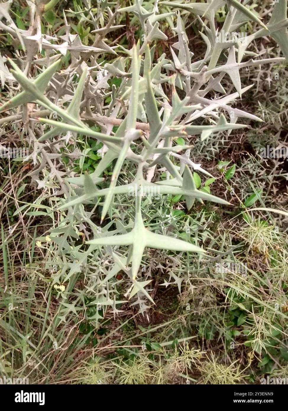 Anchor plant (Colletia paradoxa) Plantae Stock Photo - Alamy