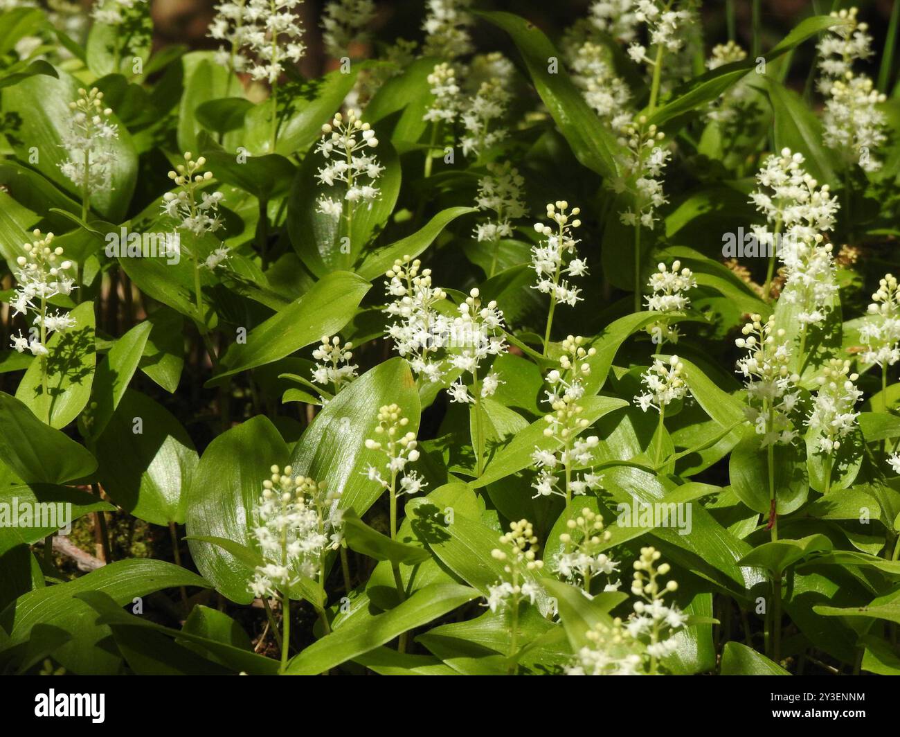 Canada mayflower (Maianthemum canadense) Plantae Stock Photo - Alamy
