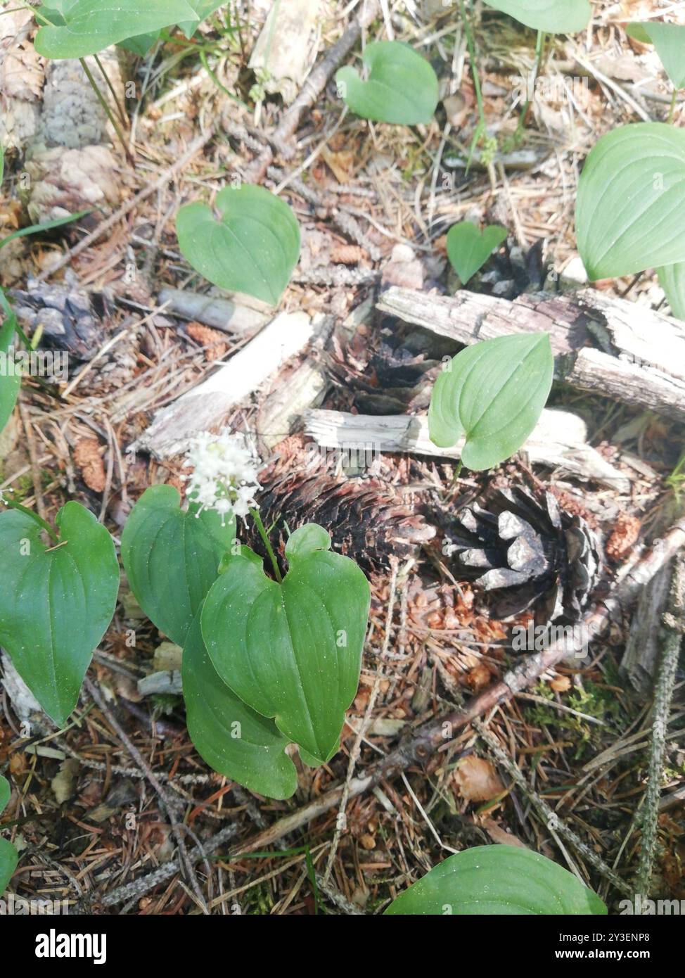 May Lily (Maianthemum bifolium) Plantae Stock Photo - Alamy
