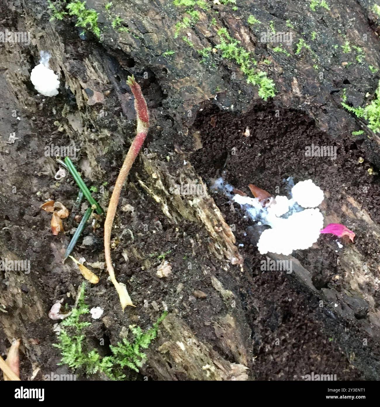 true slime molds (Myxomycetes) Protozoa Stock Photo - Alamy