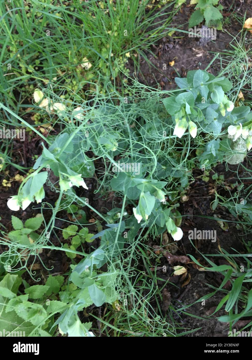 Common Pea (Pisum sativum) Plantae Stock Photo - Alamy