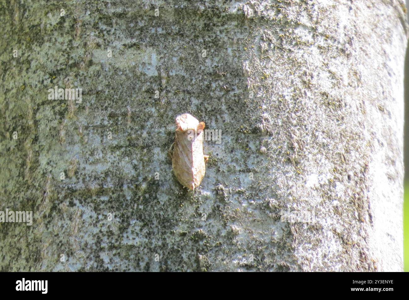 Horned Leafhopper (Ledra aurita) Insecta Stock Photo - Alamy