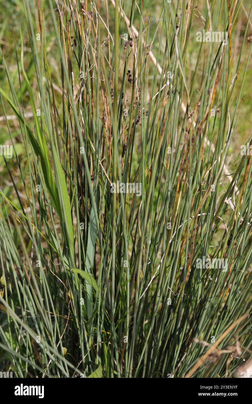 Hard Rush (Juncus inflexus) Plantae Stock Photo - Alamy