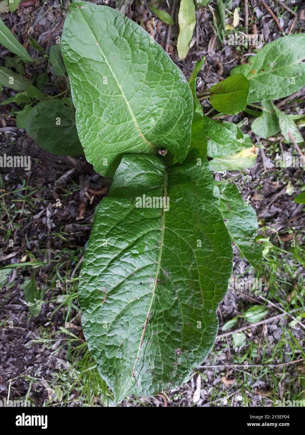broad-leaved dock (Rumex obtusifolius) Plantae Stock Photo - Alamy