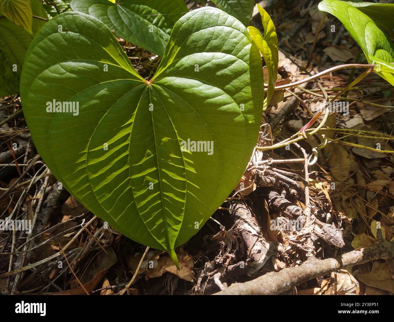air potato (Dioscorea bulbifera) Plantae Stock Photo - Alamy