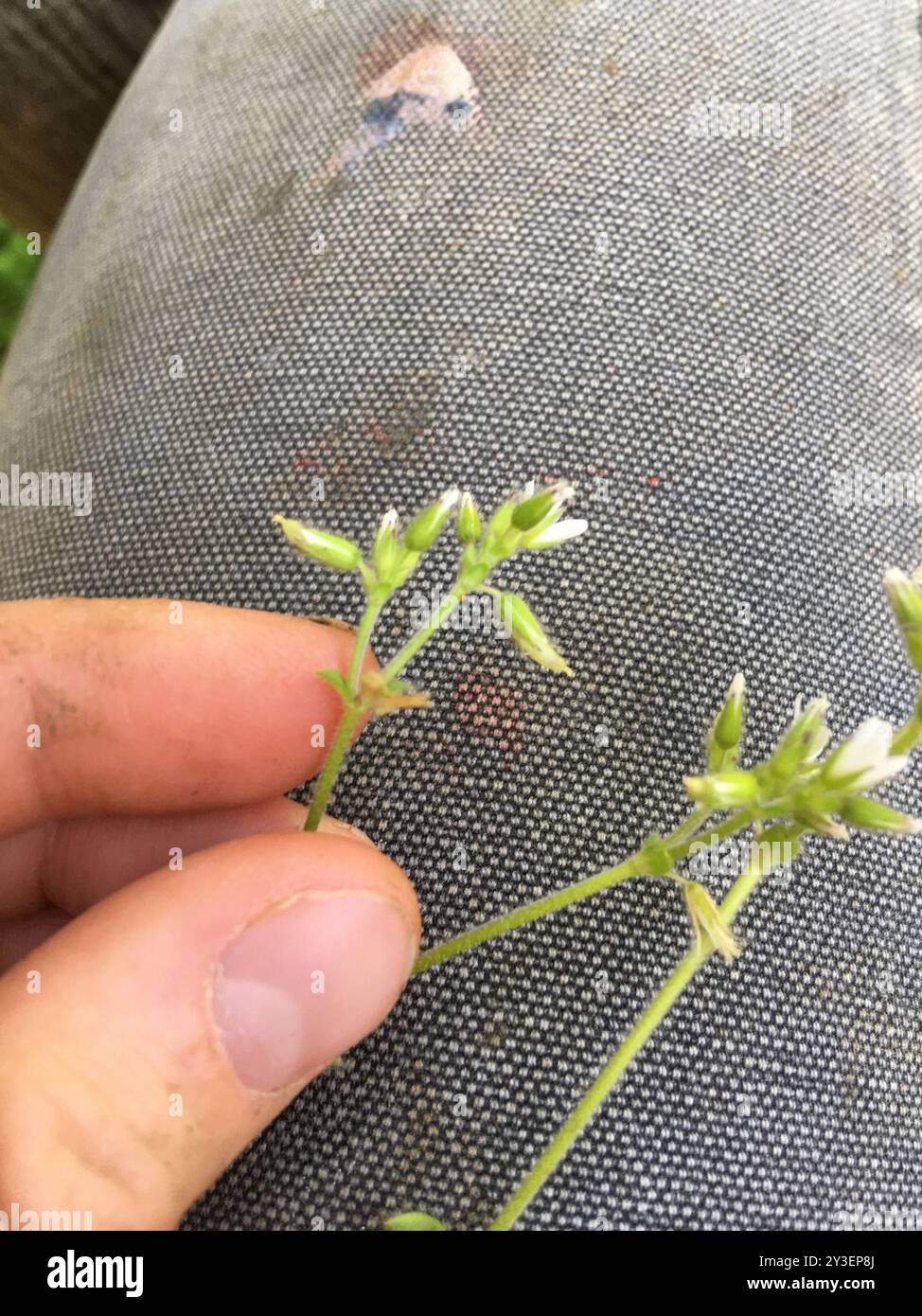 Sticky mouse-ear chickweed (Cerastium glomeratum) Plantae Stock Photo ...