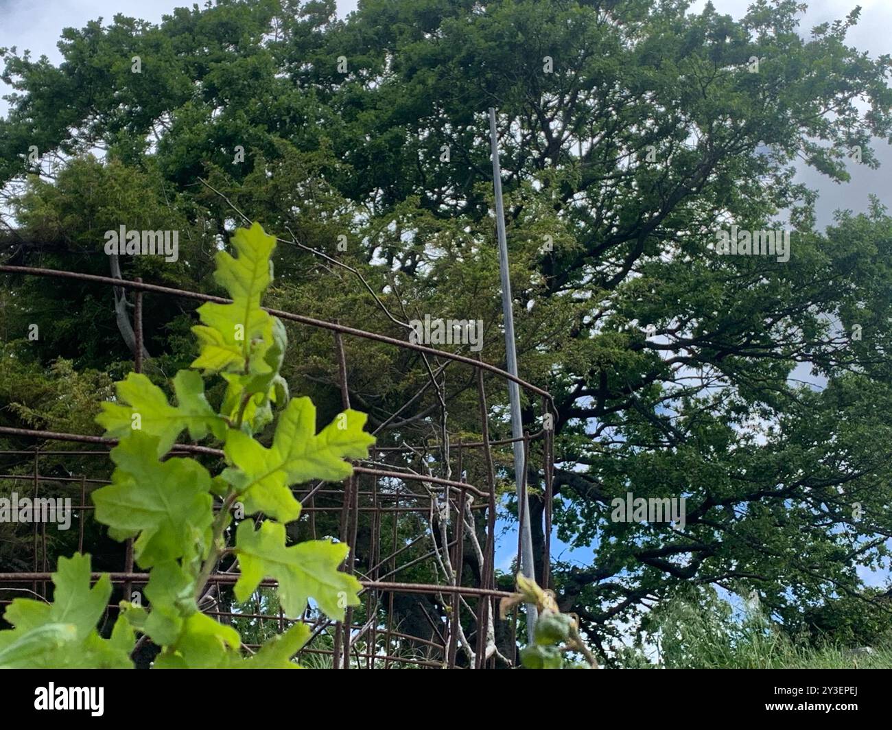Oregon oak (Quercus garryana) Plantae Stock Photo - Alamy