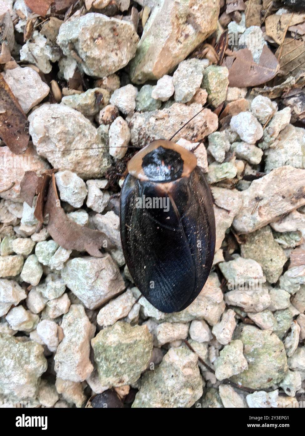 Death’s Head Cockroach (Blaberus craniifer) Insecta Stock Photo - Alamy