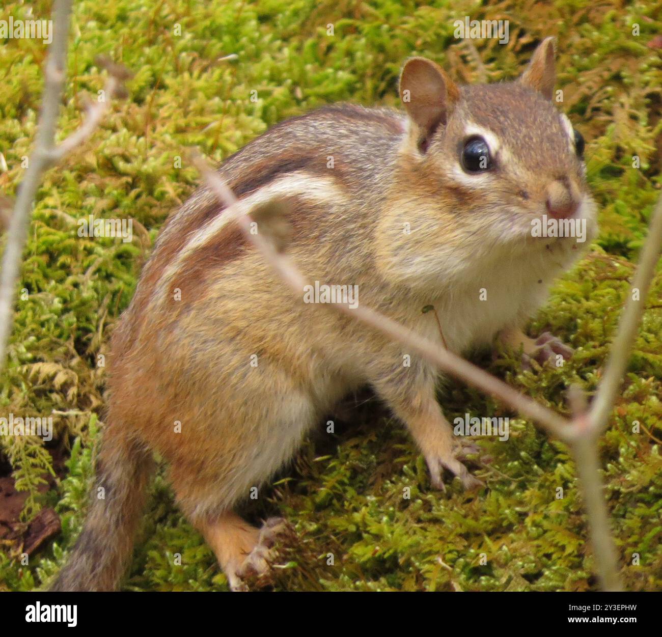 Eastern Chipmunk (Tamias striatus) Mammalia Stock Photo - Alamy