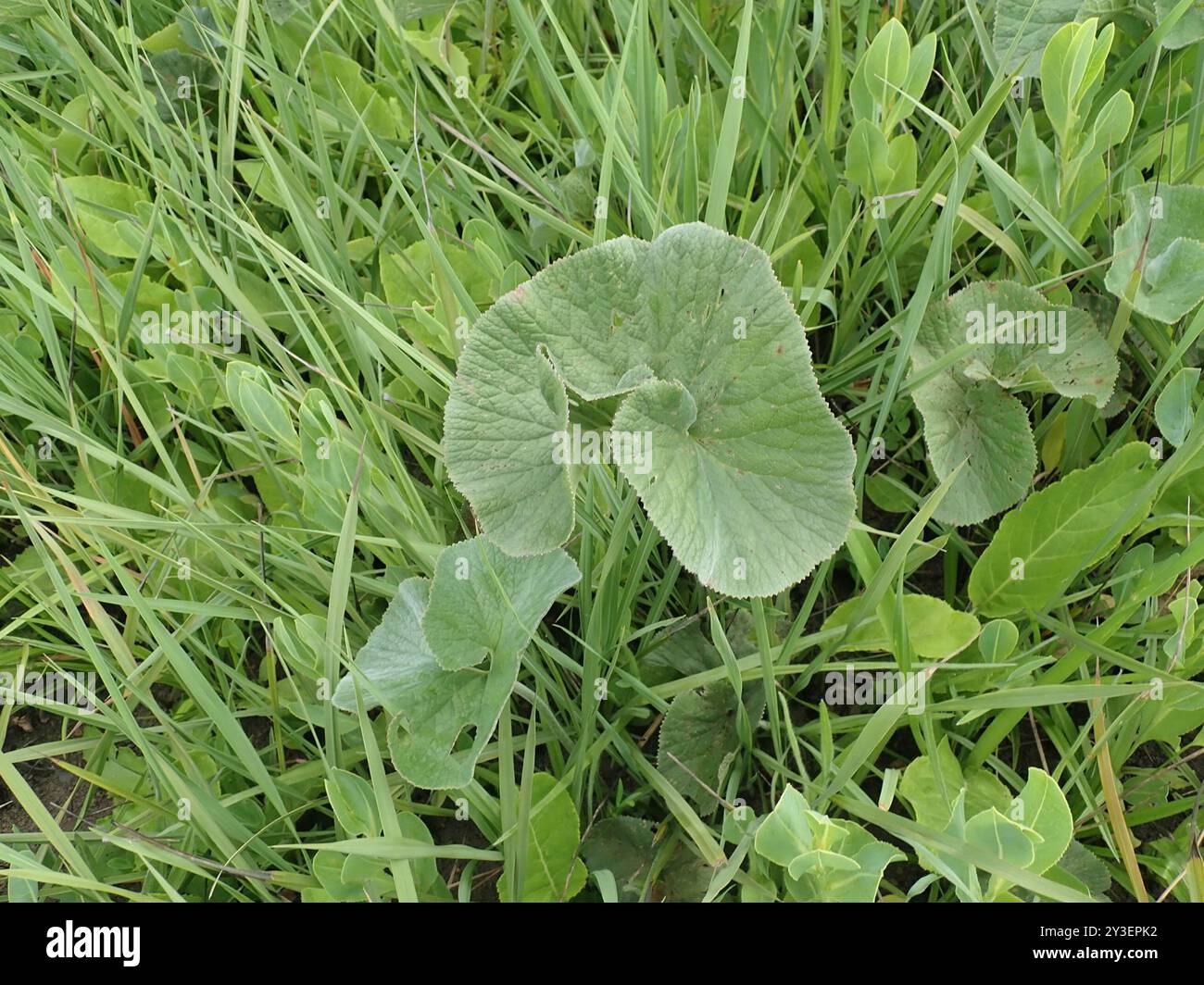 River Pumpkin (Gunnera perpensa) Plantae Stock Photo - Alamy