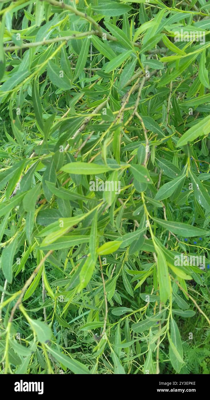 Purple Willow (Salix purpurea) Plantae Stock Photo - Alamy