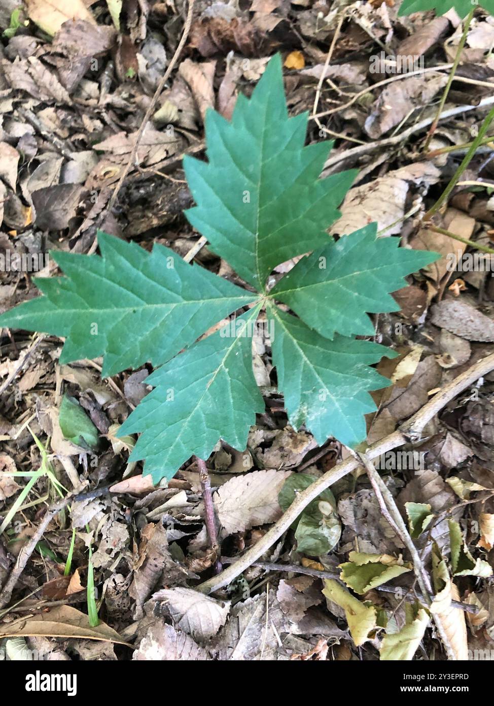 thicket creeper (Parthenocissus inserta) Plantae Stock Photo - Alamy