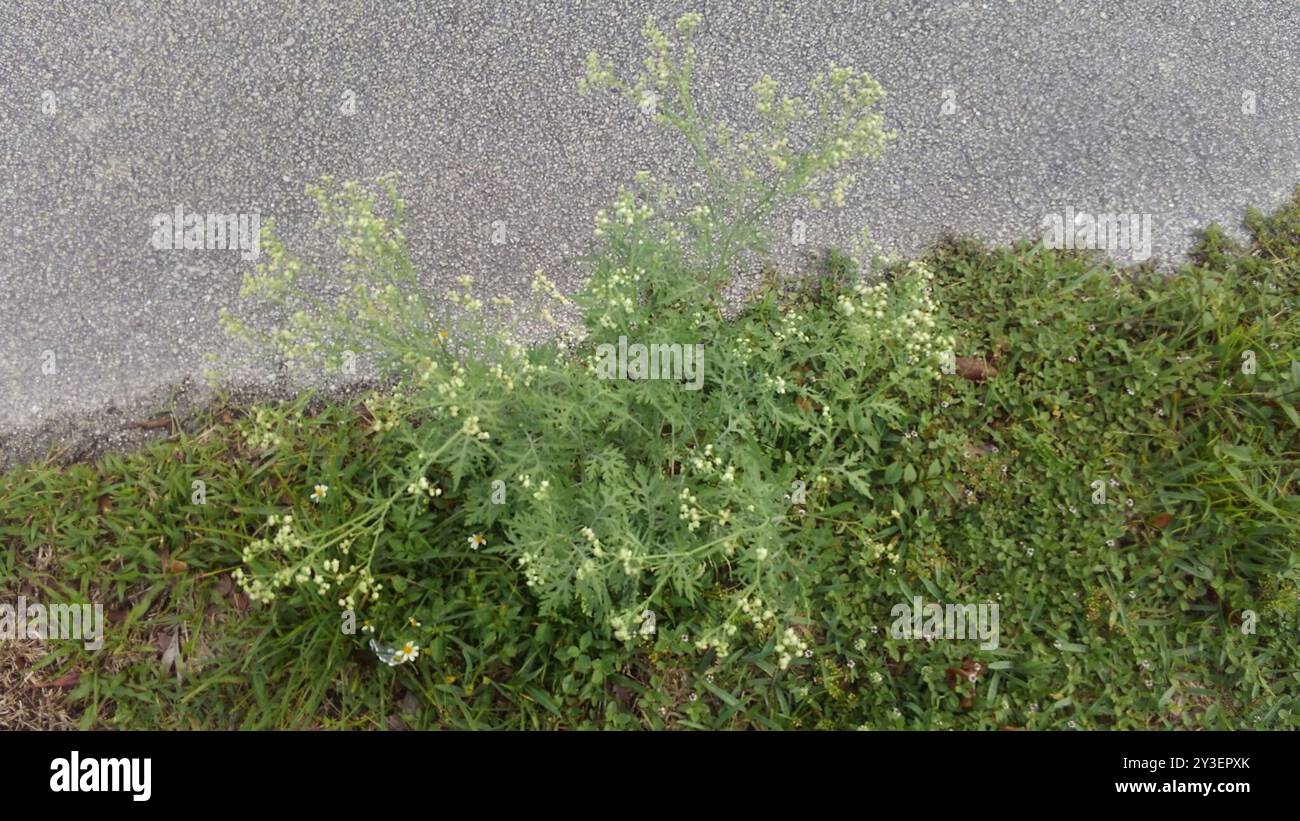 Santa Maria feverfew (Parthenium hysterophorus) Plantae Stock Photo - Alamy