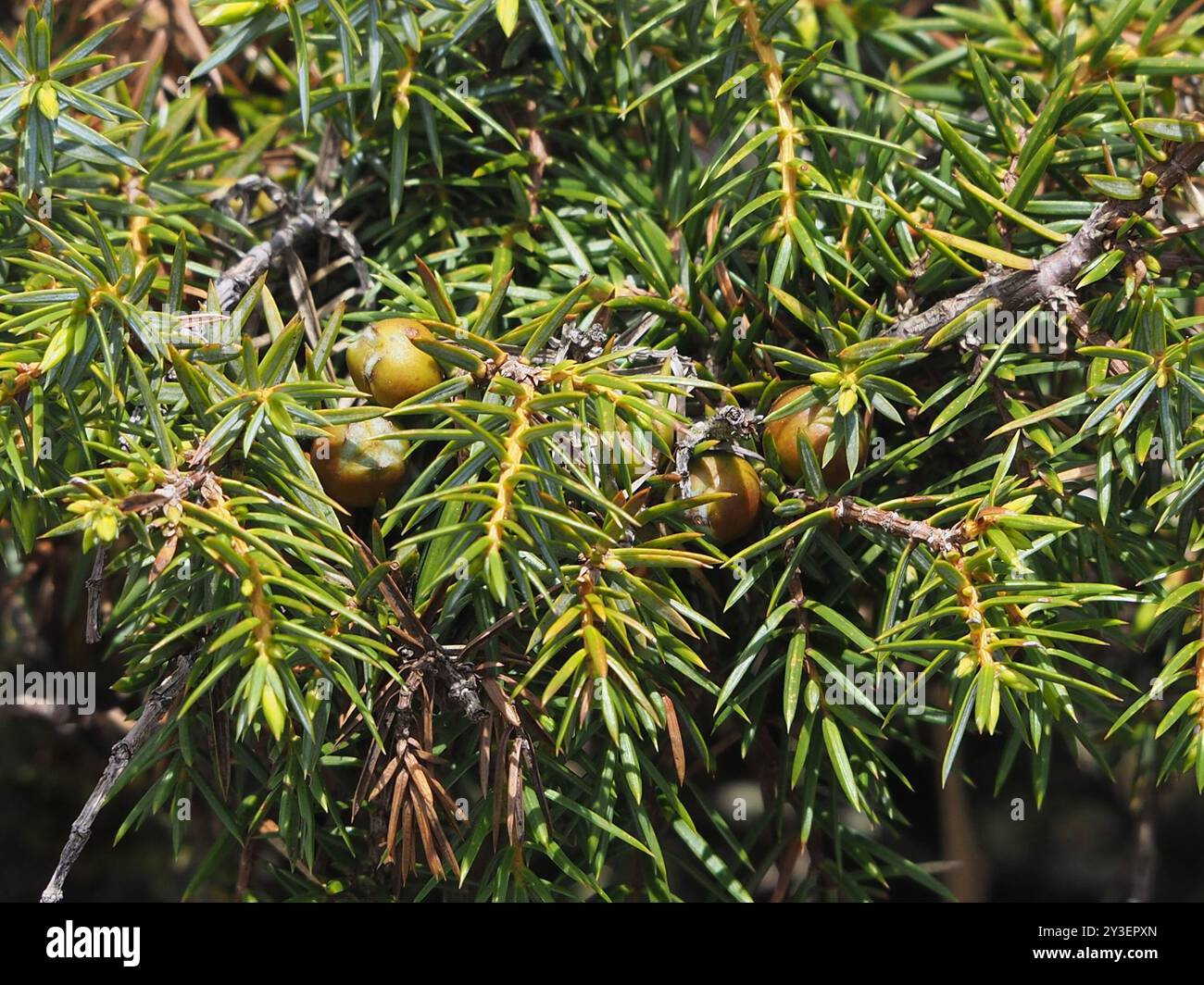 Formosan juniper (Juniperus formosana) Plantae Stock Photo - Alamy