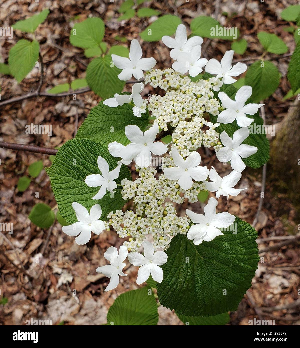 hobblebush (Viburnum lantanoides) Plantae Stock Photo - Alamy