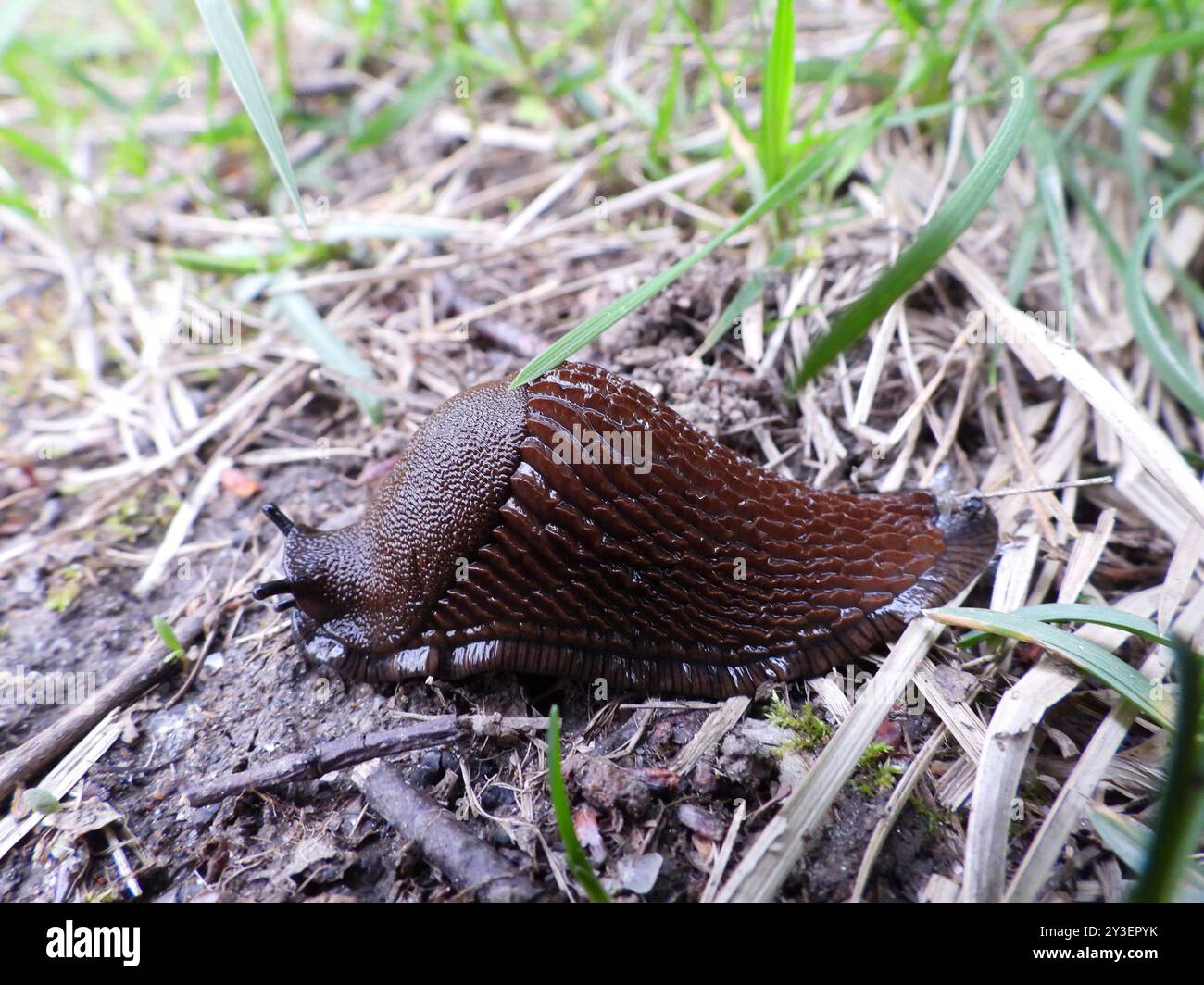 Spanish Slug (Arion vulgaris) Mollusca Stock Photo - Alamy