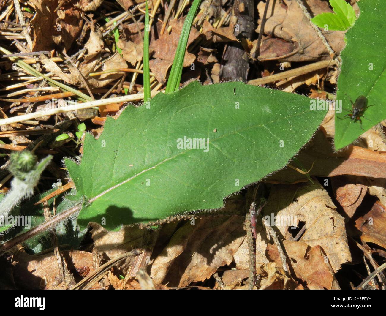 Wall hawkweed (Hieracium murorum) Plantae Stock Photo - Alamy