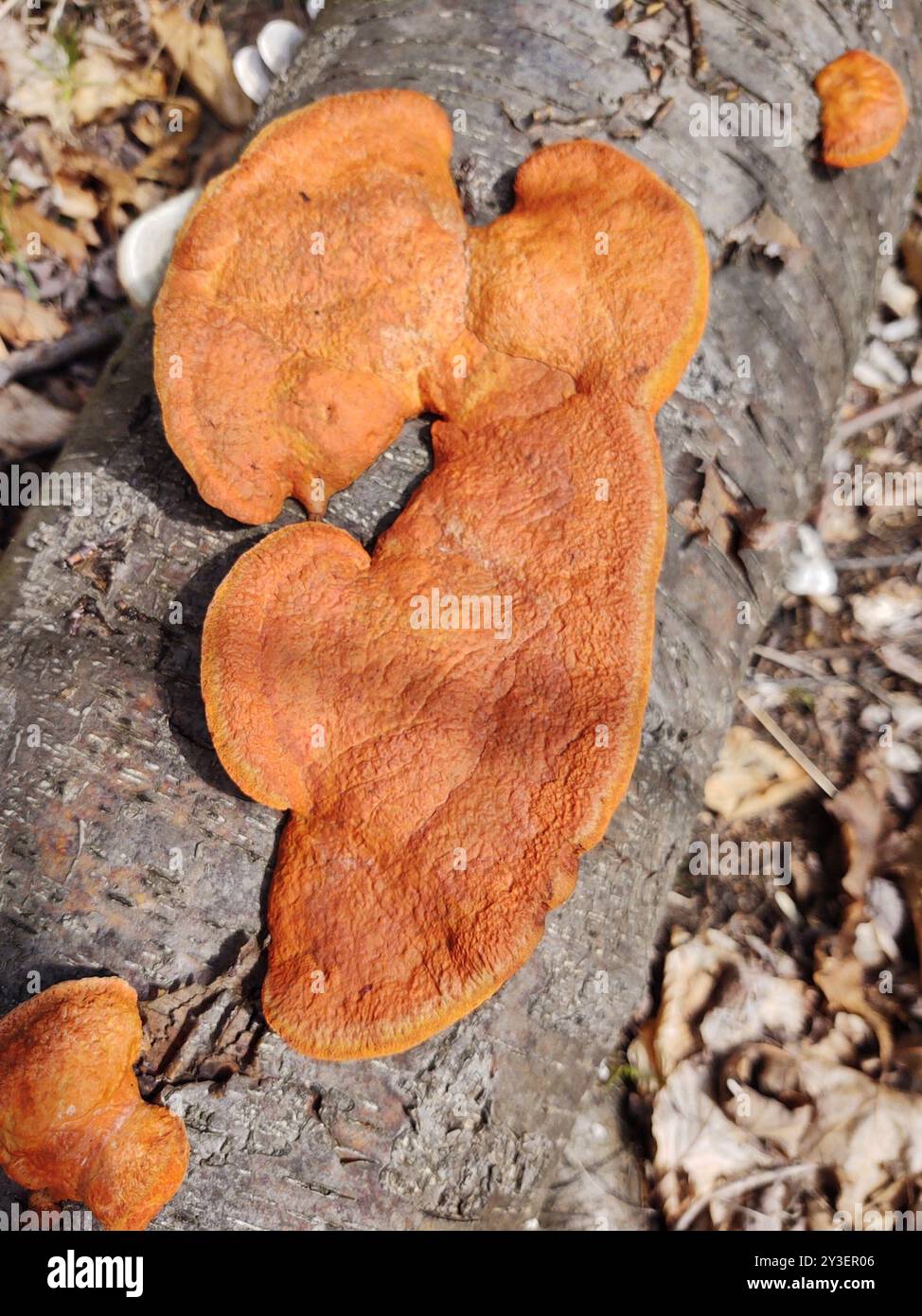 Northern Cinnabar Polypore (Trametes cinnabarina) Fungi Stock Photo - Alamy
