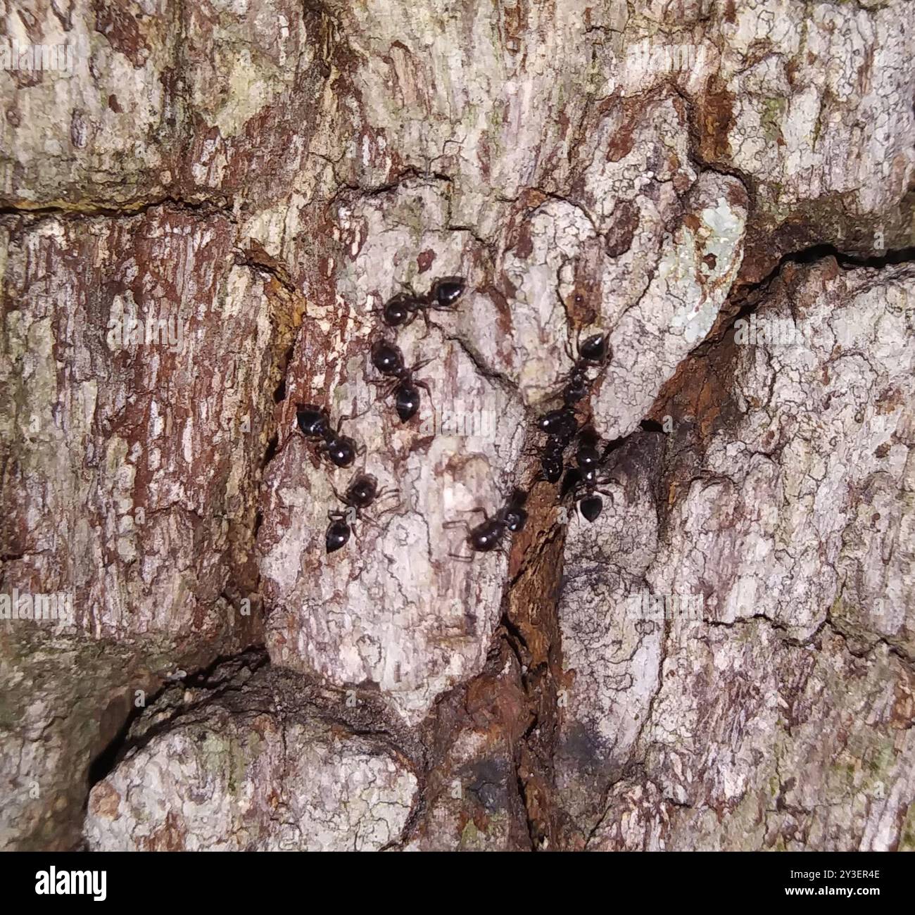 Acrobat Ants and Cocktail Ants (Crematogaster) Insecta Stock Photo - Alamy