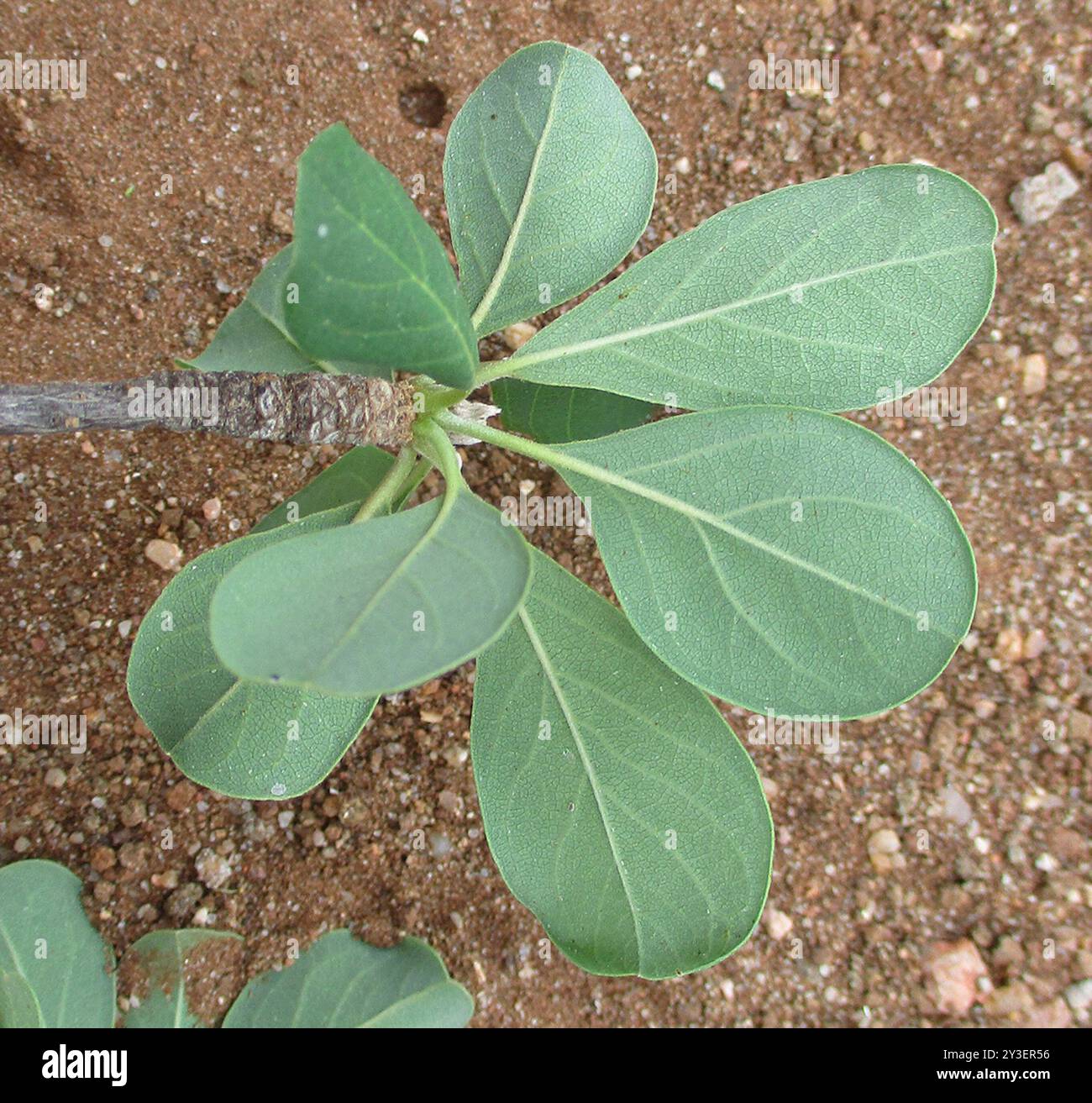 Purplepod clusterleaf (Terminalia prunioides) Plantae Stock Photo - Alamy