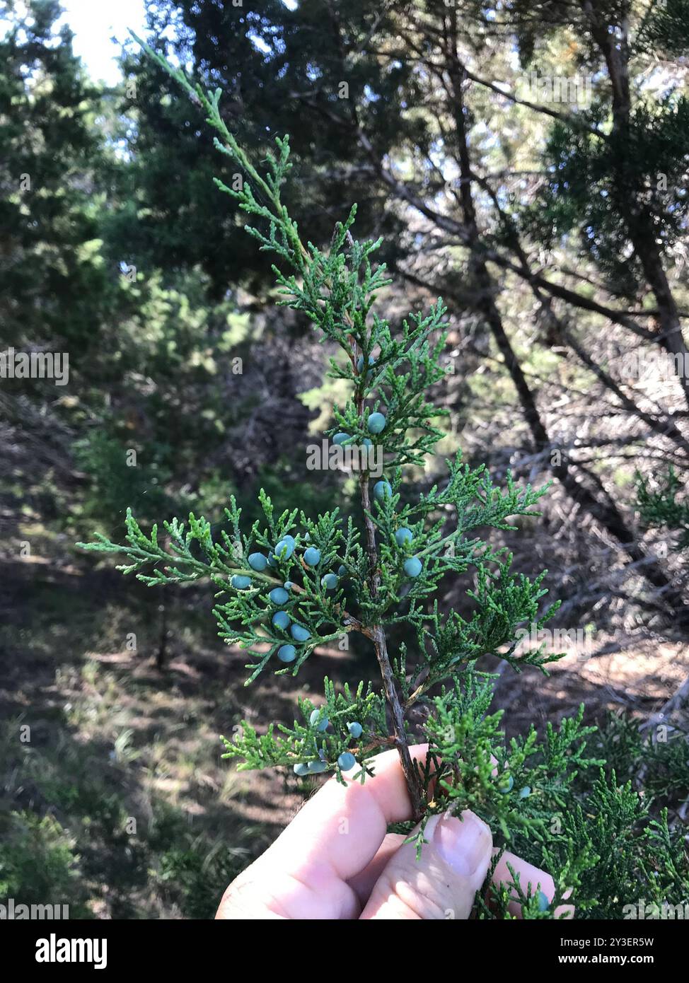 Ashe juniper (Juniperus ashei) Plantae Stock Photo - Alamy