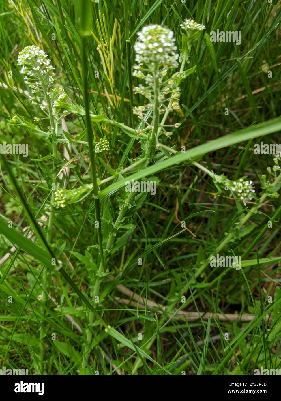 field peppergrass (Lepidium campestre) Plantae Stock Photo - Alamy