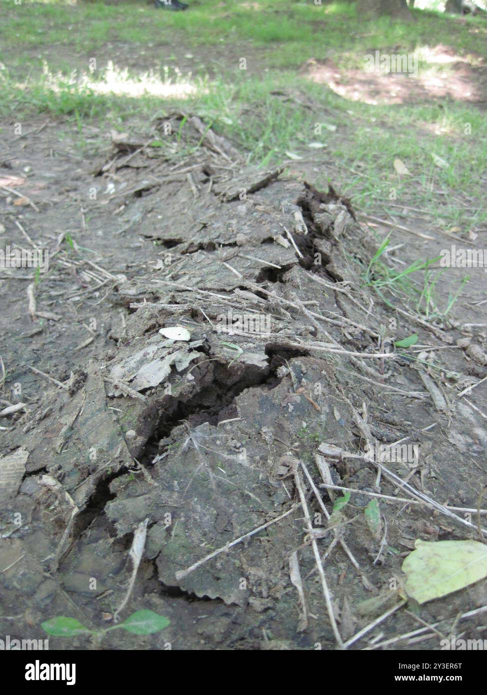 Eastern mole scalopus aquaticus hi-res stock photography and images - Alamy