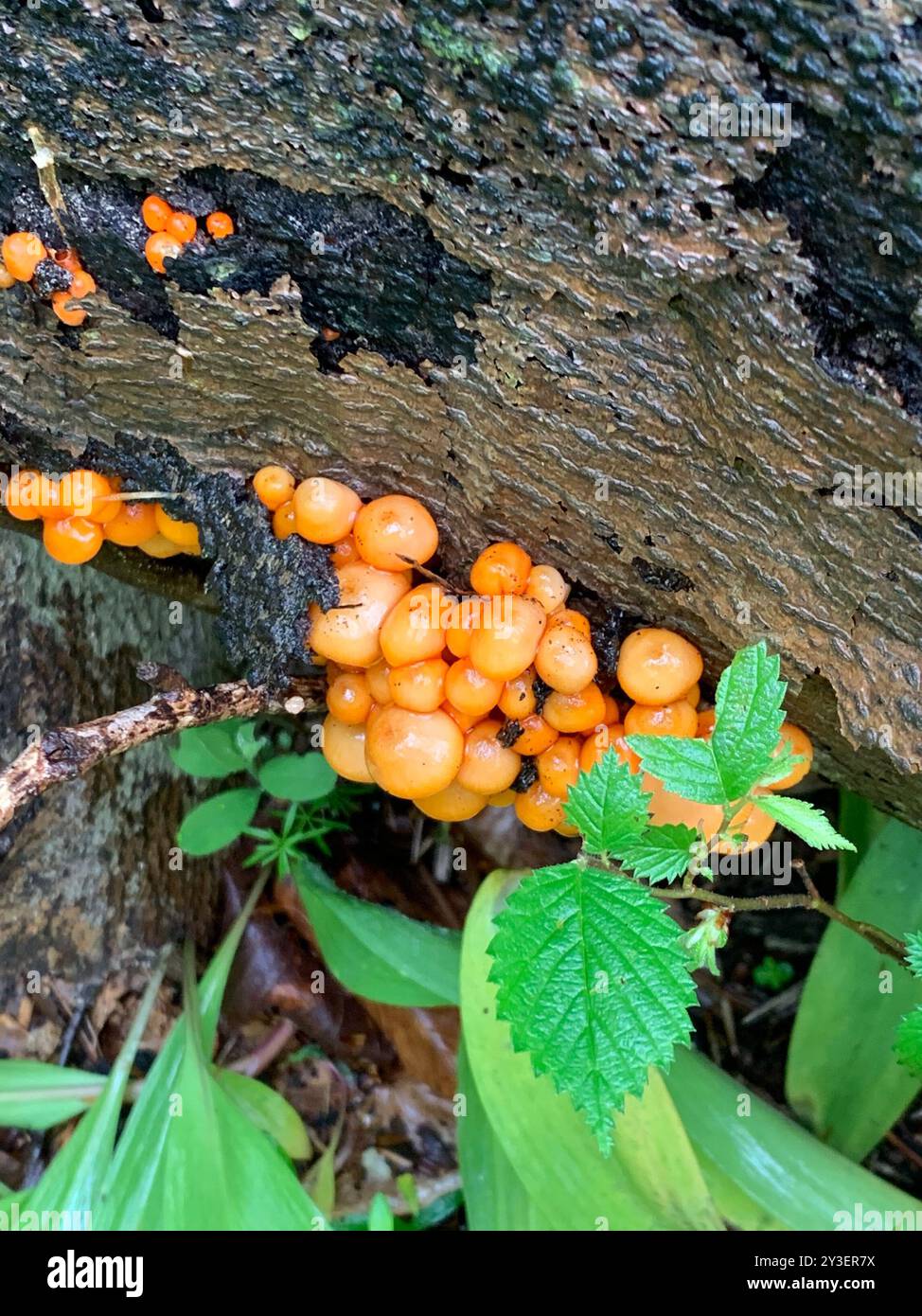 orange mycena (Mycena leaiana) Fungi Stock Photo - Alamy