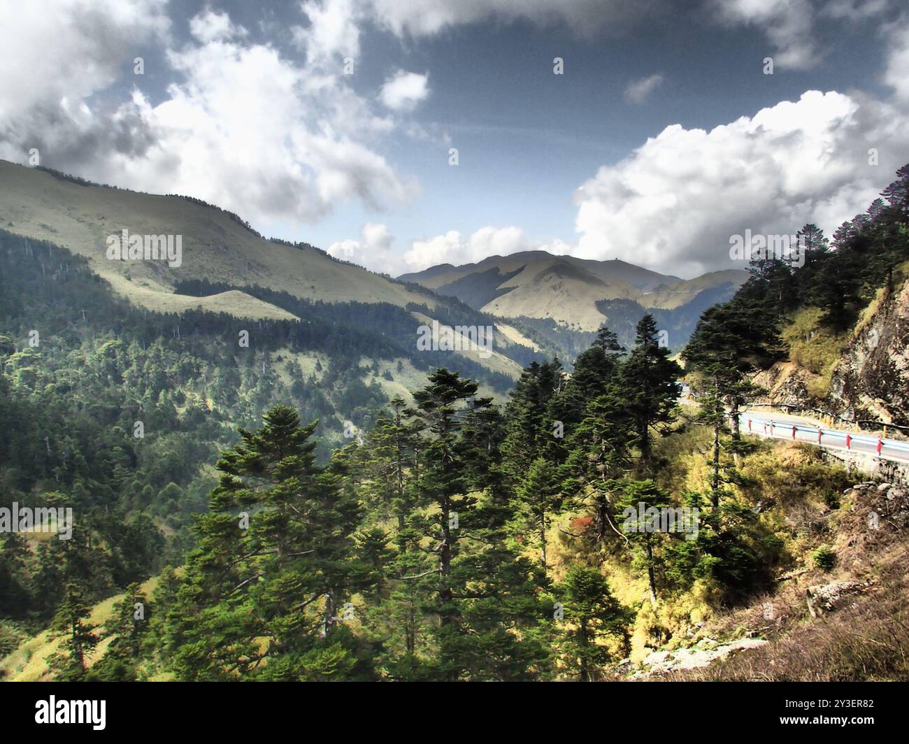 Taiwan fir (Abies kawakamii) Plantae Stock Photo - Alamy