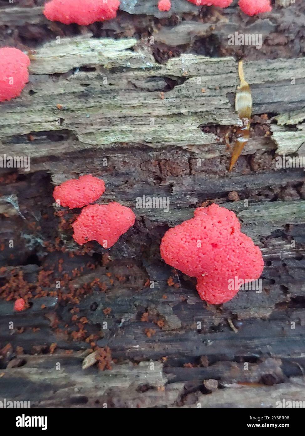 Red Raspberry Slime Mold (Tubifera ferruginosa) Protozoa Stock Photo ...