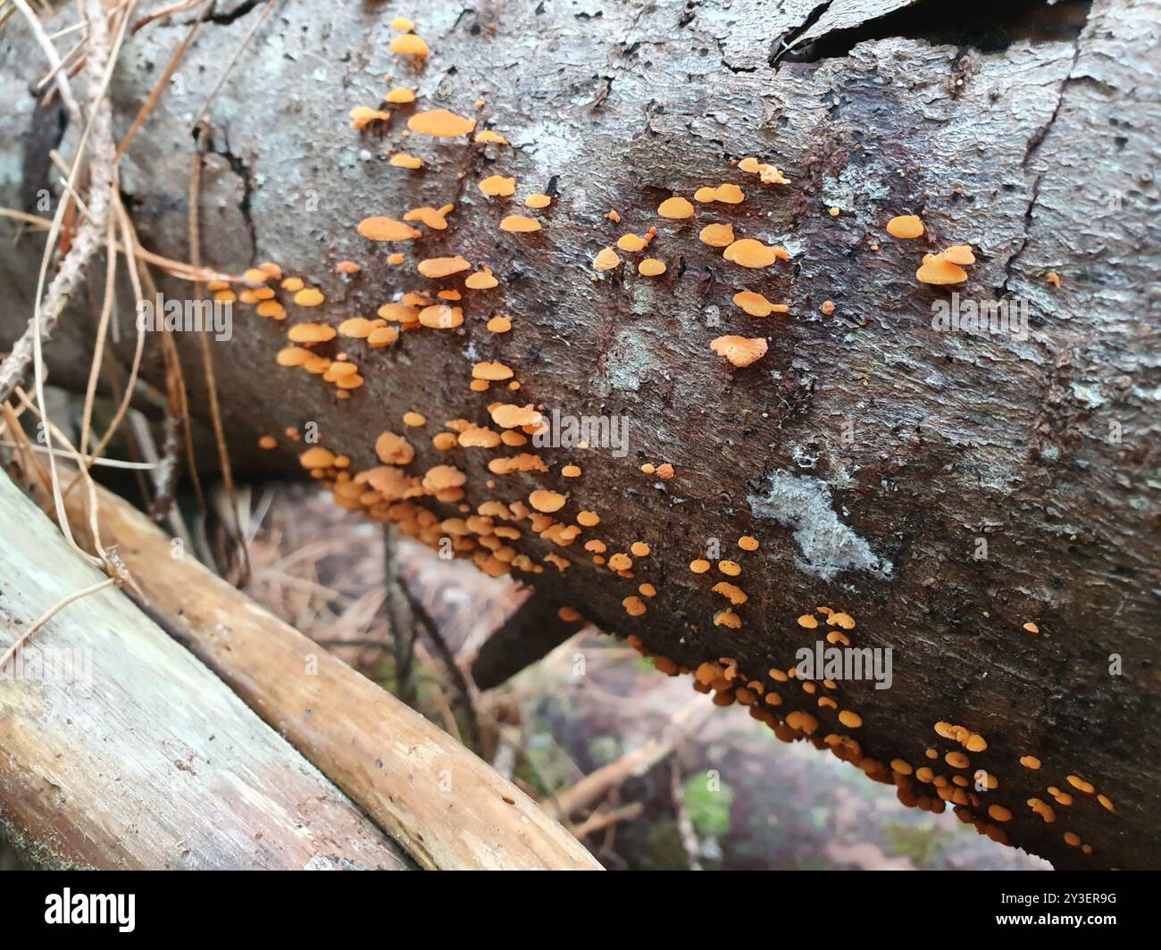 orange pore fungus (Favolaschia claudopus) Fungi Stock Photo - Alamy