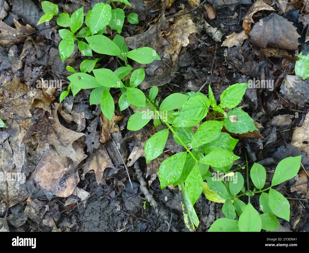 Running Strawberry-bush (Euonymus obovatus) Plantae Stock Photo - Alamy