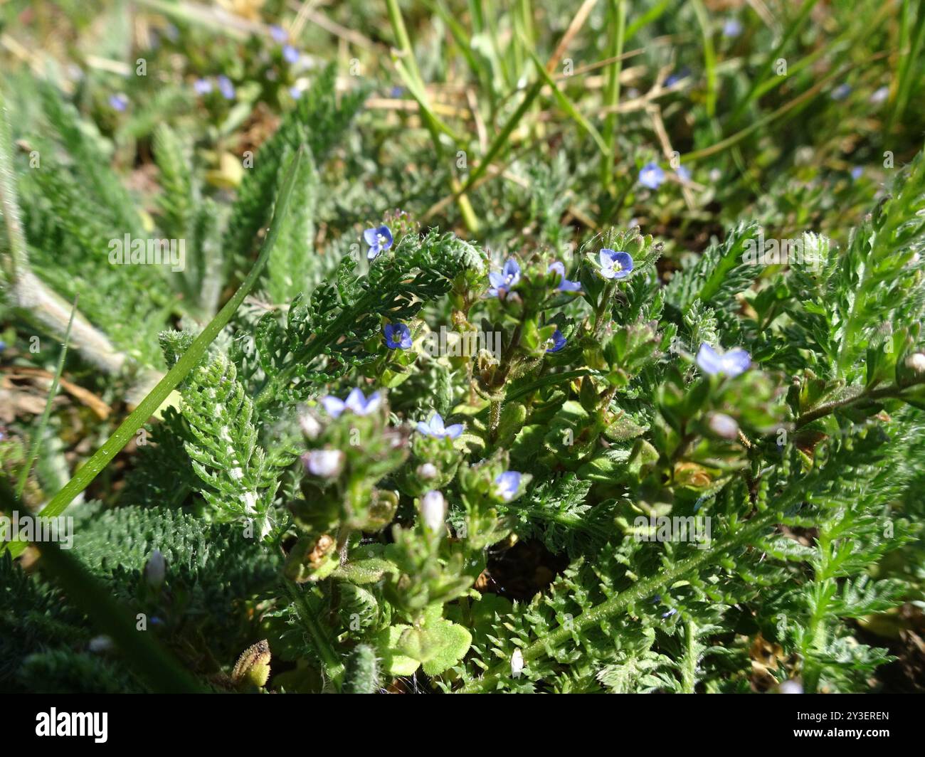 corn speedwell (Veronica arvensis) Plantae Stock Photo - Alamy