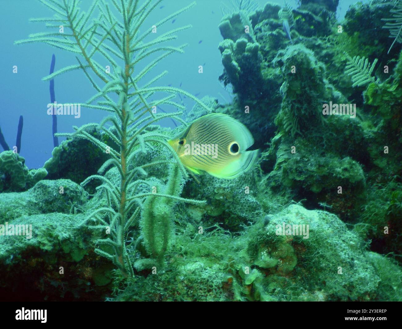 Four-eyed Butterflyfish (Chaetodon capistratus) Actinopterygii Stock ...