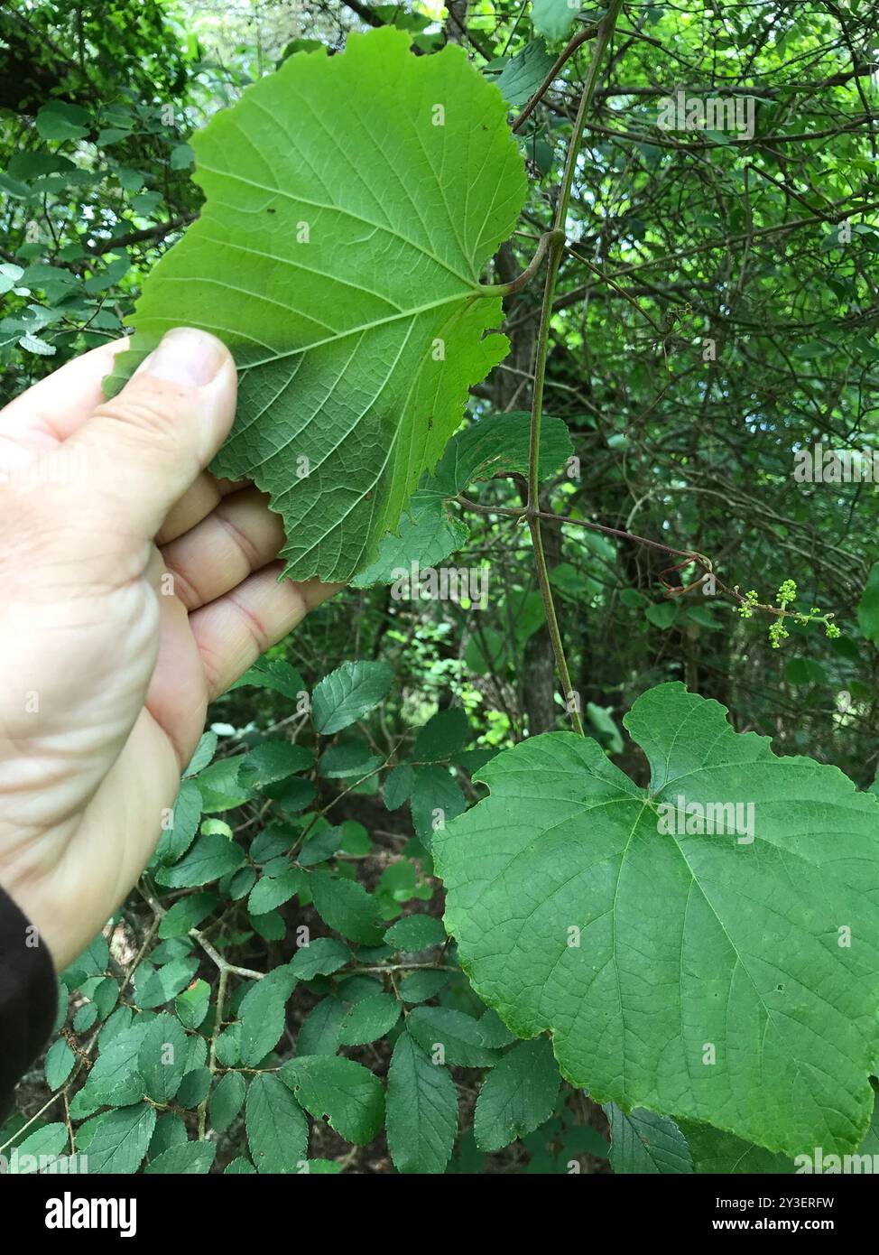 graybark grape (Vitis cinerea) Plantae Stock Photo - Alamy