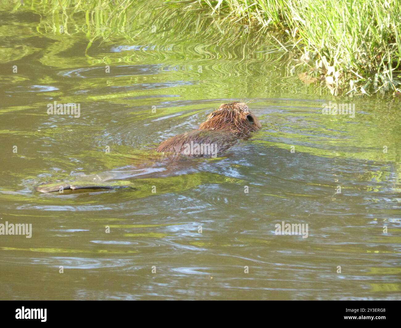 American Beaver (Castor canadensis) Mammalia Stock Photo - Alamy