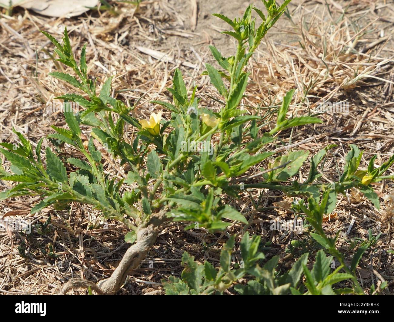 Cuban jute (Sida rhombifolia) Plantae Stock Photo - Alamy