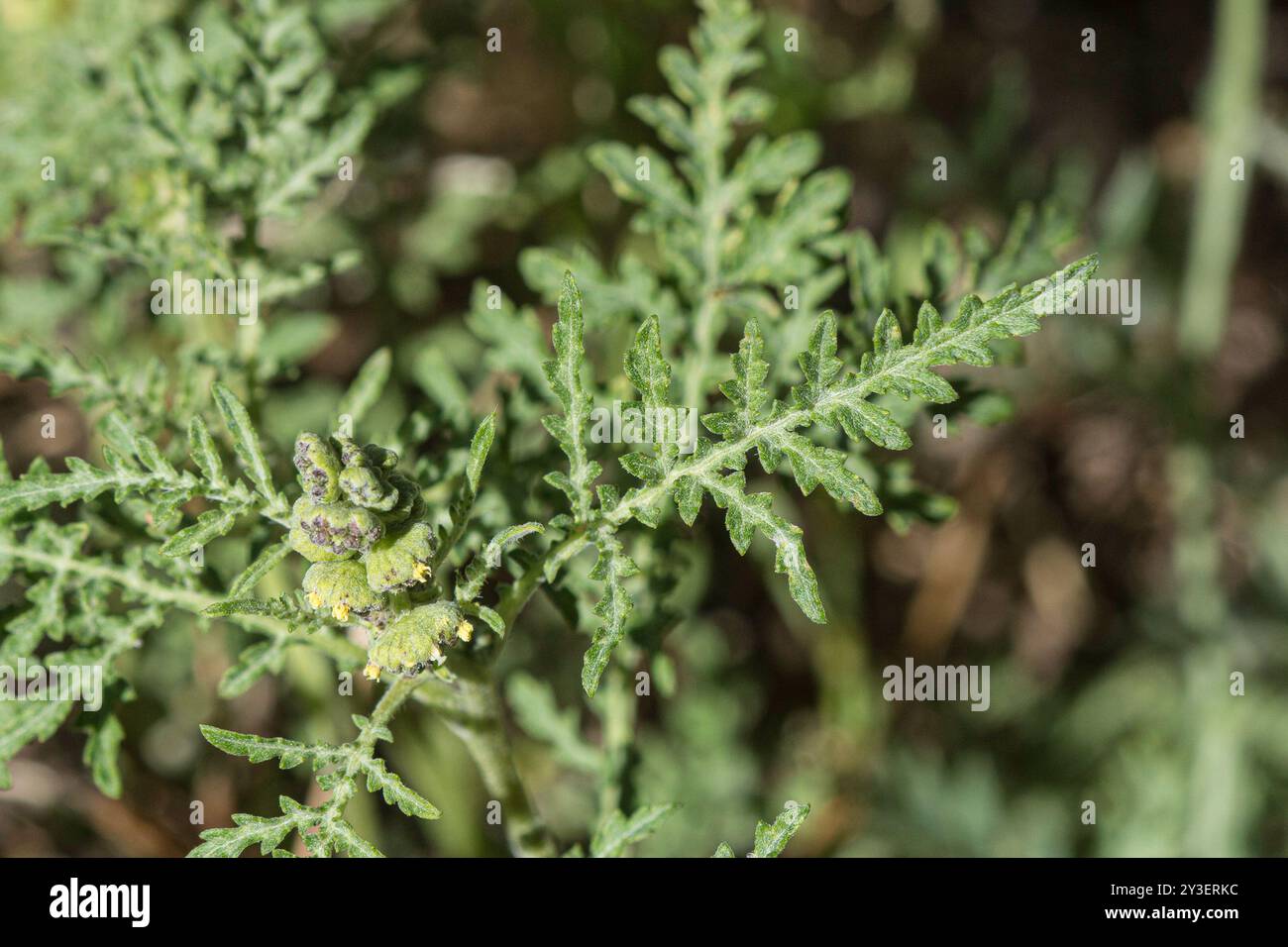 Skeletonleaf Bur Ragweed (Ambrosia tomentosa) Plantae Stock Photo - Alamy