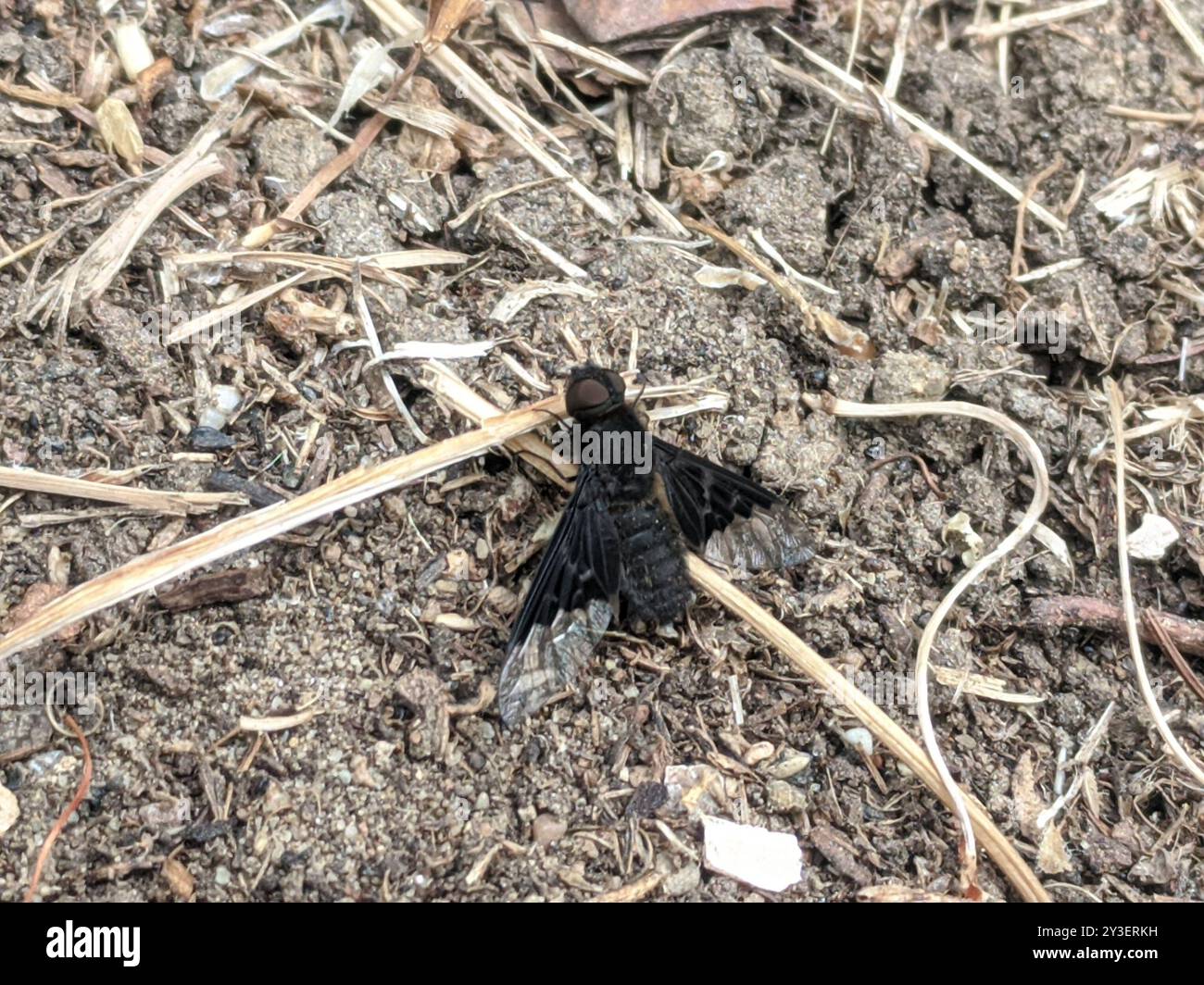 Black Banded Bee Fly (Hemipenthes morio) Insecta Stock Photo - Alamy